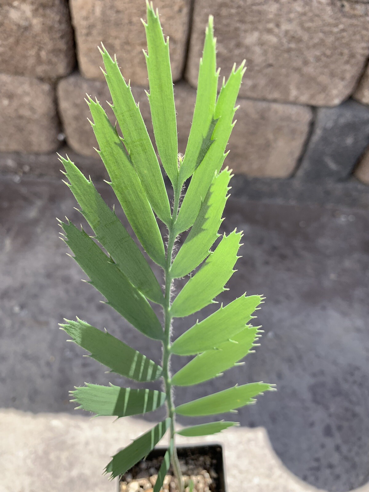 Encephalartos Dyerianus LOWVELD CYCAD Endangered Rare Ice Blue Cycads ...