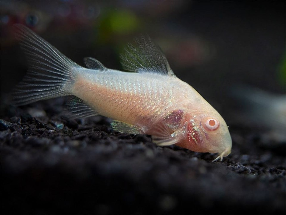 Albino Aeneus Cory Catfish (Corydoras aeneus), Tank-Bred | eBay