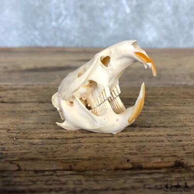 #19827 E+ | Muskrat Full Skull Taxidermy Mount For Sale | eBay