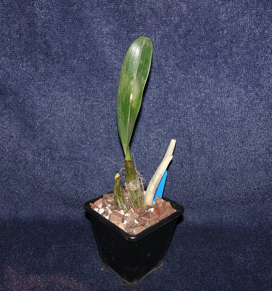 Dendrobium Cosmic Gold orchid plant | eBay UK