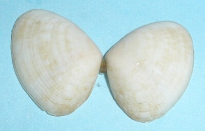 Donax faba - DONACIDAE - Philippines Seashell - 16mm F+/F++ #1846 | eBay Australia