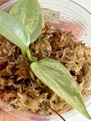 philodendron silver sword variegated Rooted Plant | eBay UK