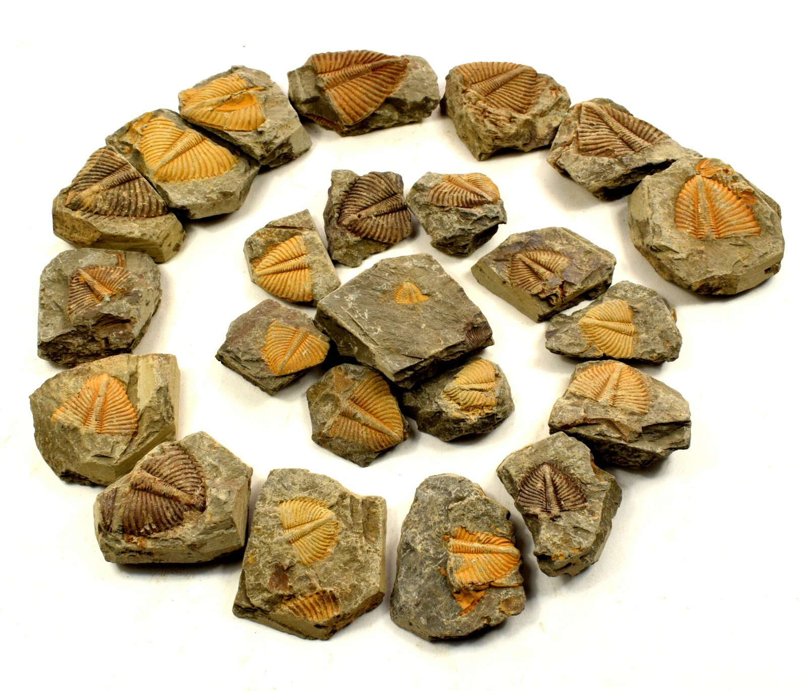 Coronocephalus Trilobite Tail Natural Gemstone Fossil Specimen - China ...