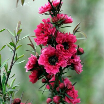 TEA TREE LEPTOSPERMUM RED DAMASK PLANT RED-PINK FLOWERS EVERGREEN SHRUB ...