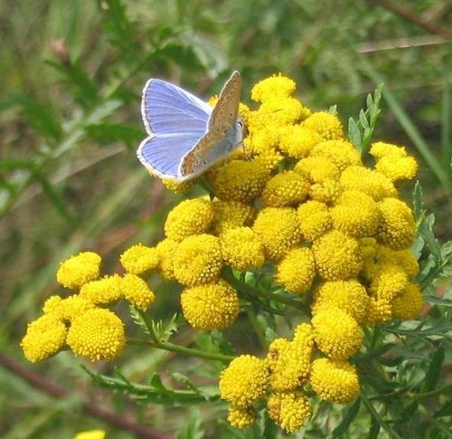 1000 Tansy Seeds - Tanacetum vulgare - Perennial Flower Seeds | eBay