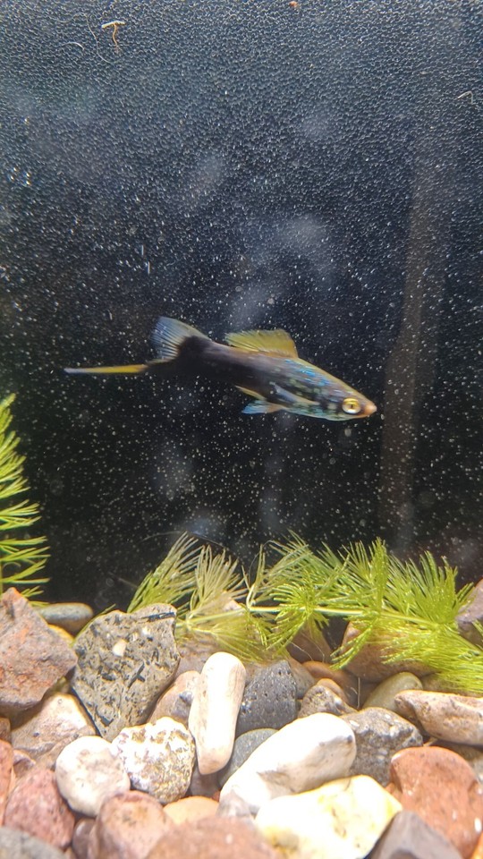 Dark swordtail package 6 live fish assortment, black, lemon fin and ...