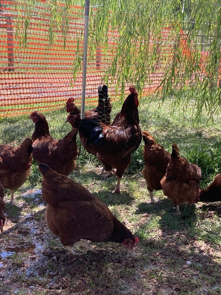 Beautiful Highly Productive Rhode Island Red Hatching Eggs..Excellent ...