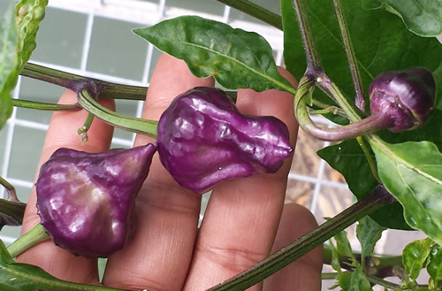 Rare Purple UFO Chilli - An Apple Flavoured Beautiful Chilli with an ...