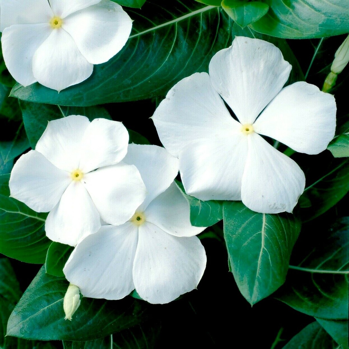 Vinca Plant White