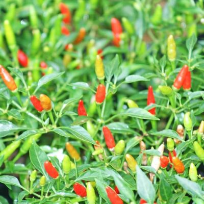 Chilli Birds Eye Seeds Asian Birds Eye Chilli Spring Summer Vegetable ...