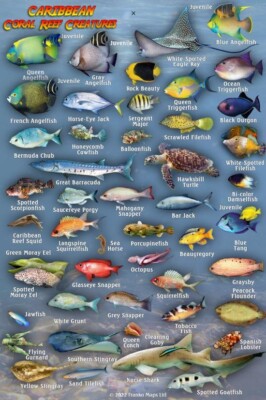 Franko Caribbean Sea Reef Creatures Guide Waterproof Fish ID Card 4" x ...