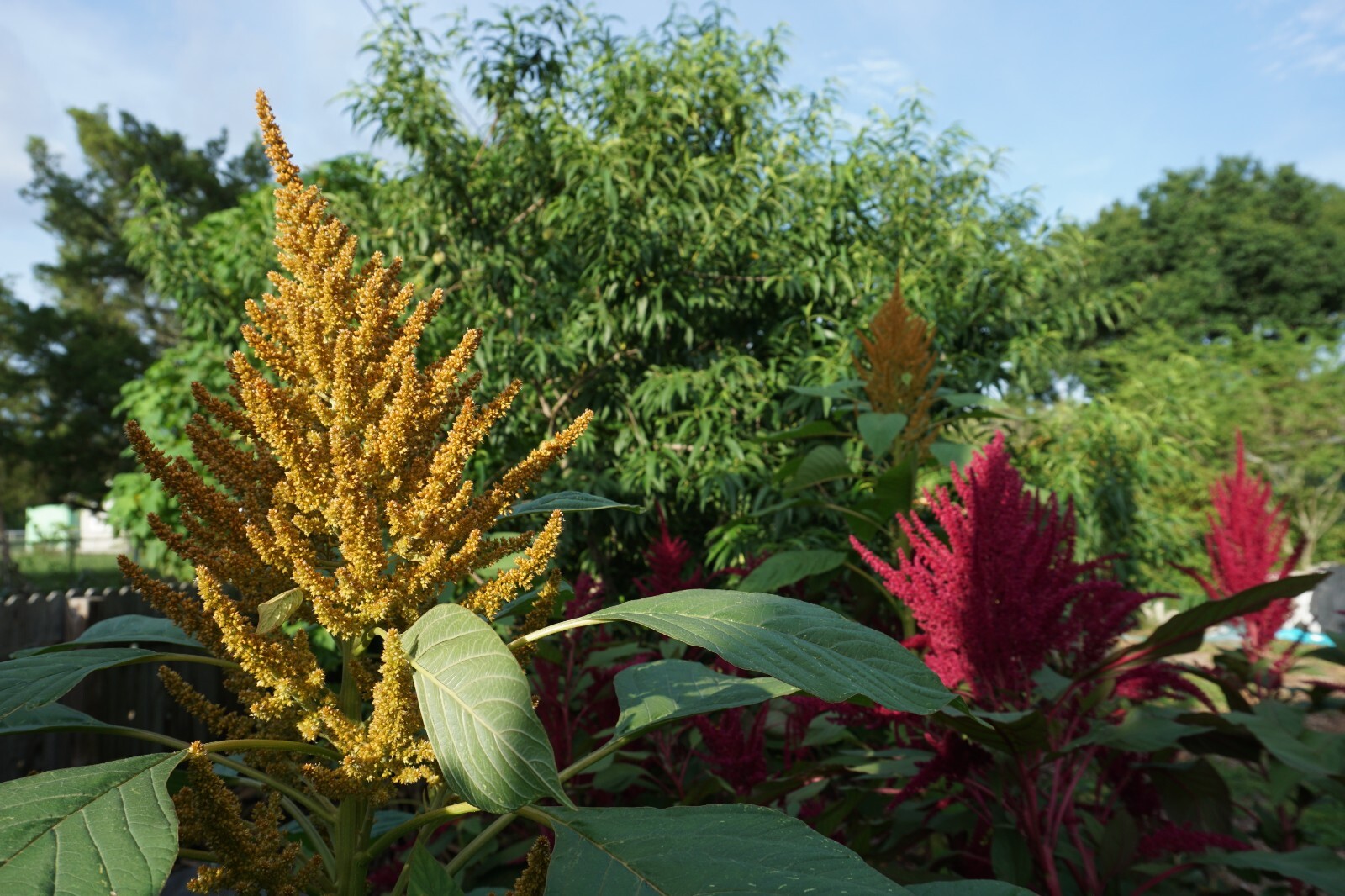 50 Amaranth Seed Mix Red Giant & Golden Giant, Amaranthus species Seed ...