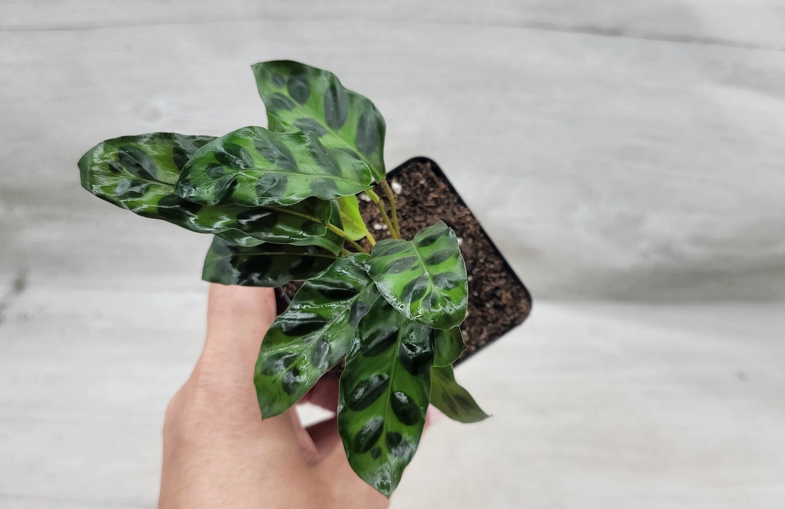 Calathea lancifolia ,Rattlesnake Plant, Prayer Plant,Calathea Live in 3 ...