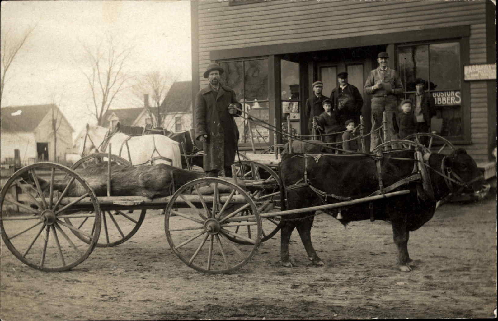 Beautiful Oxen Drawn Wagon Dead Animal Hunting Moose? +Photography RPPC ...
