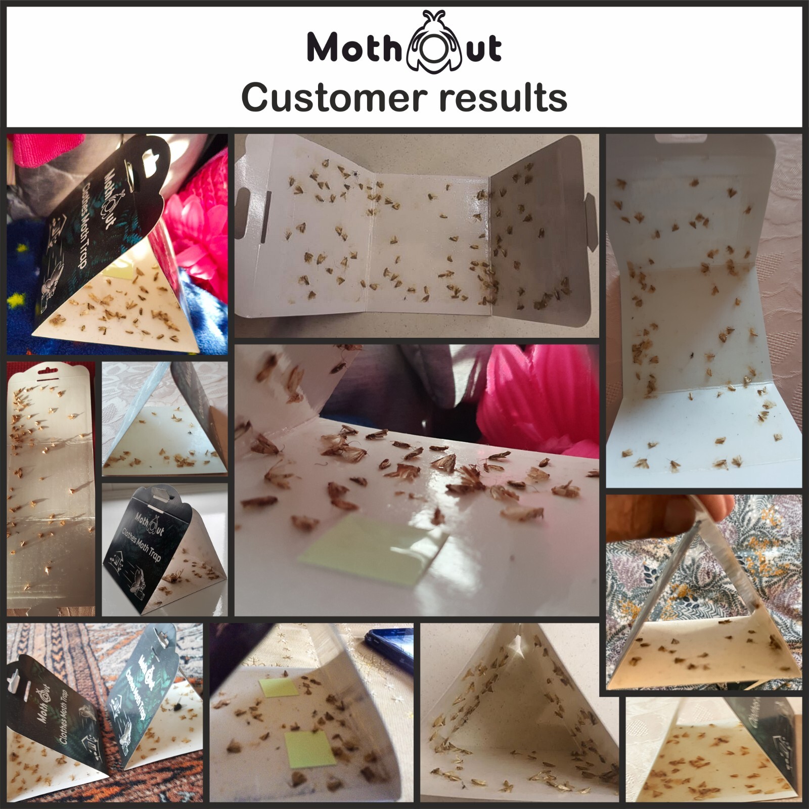 MothOut Pheromone Clothes Moth Traps, Carpet Moth Killer + Anti Moth ...