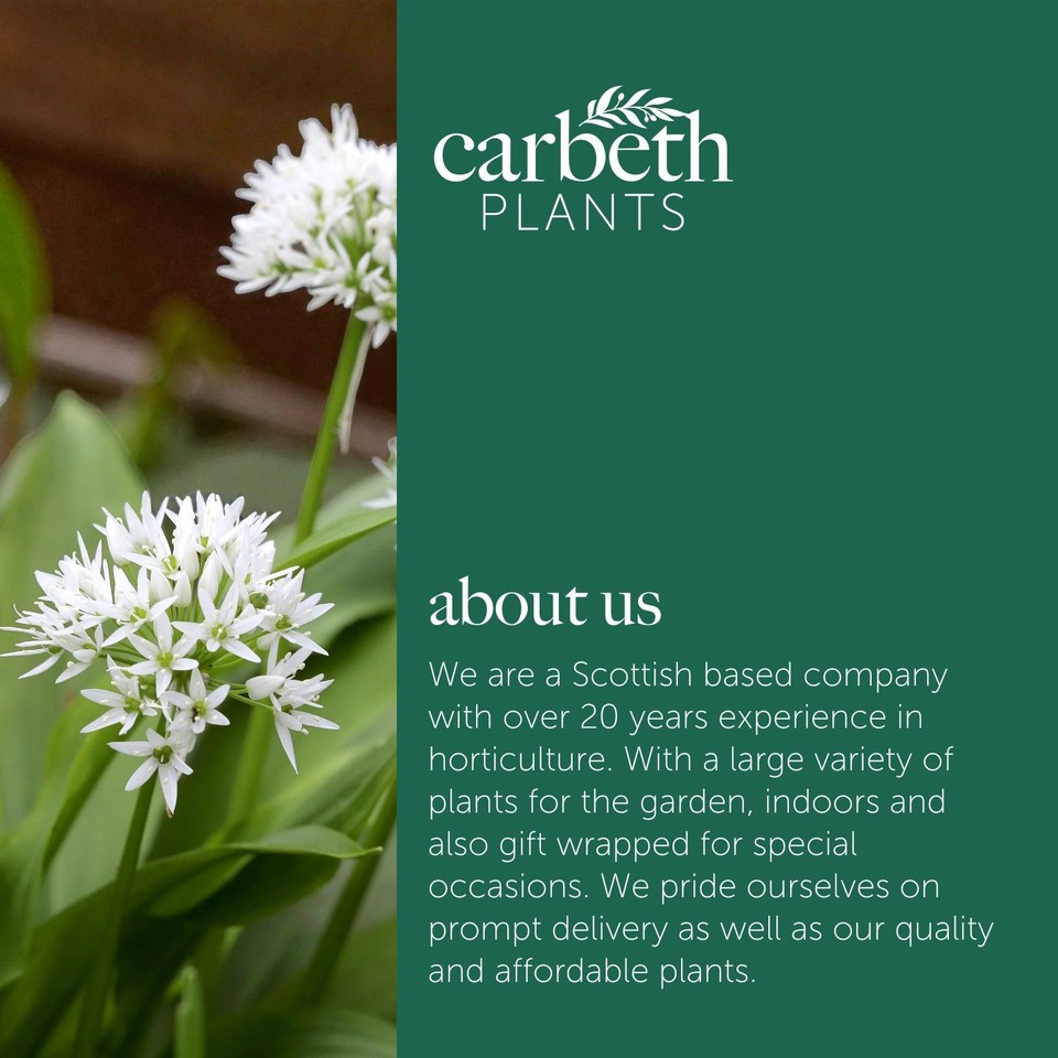Wild Garlic Bare Roots for Planting - Hardy Easy to Grow Allium ursinum ...