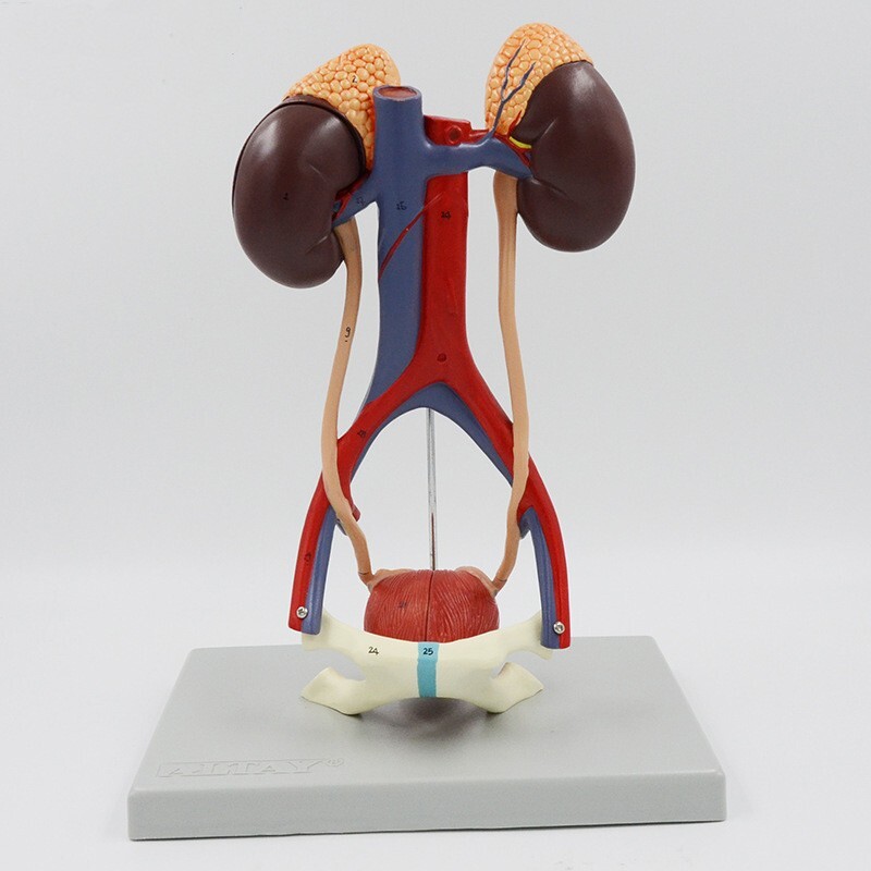 5 Parts Human kidney bladder model Arteriovenous Urinary system model ...