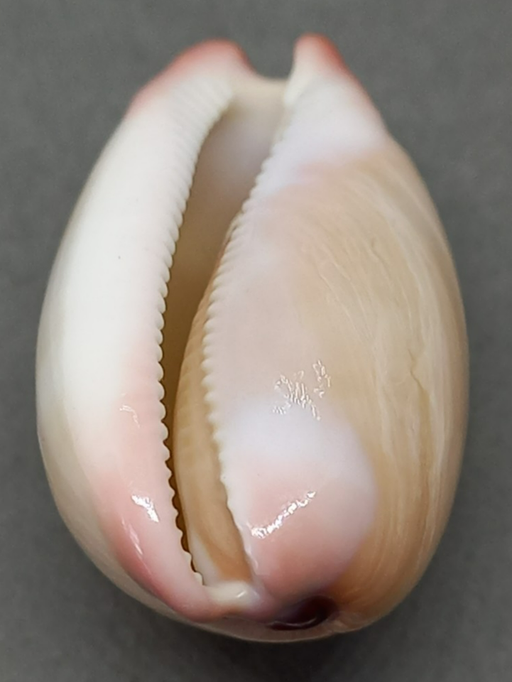SEA SHELL AUSTROCYPRAEA REEVEI 33.1 mm. NICE, RARE ALIVE, AUSTRALIAN ...