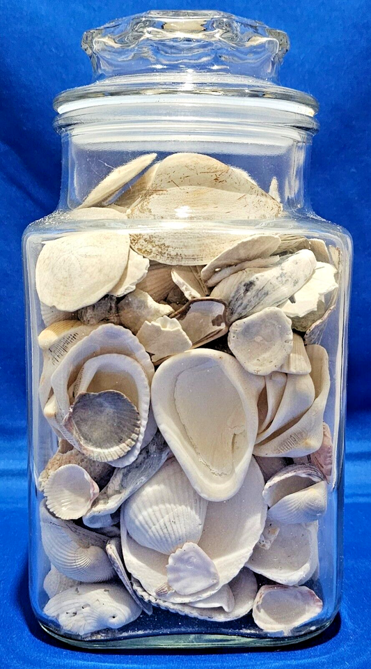 9" Tall Glass Apothecary Jar Filled With Seashells Sea Shells | eBay