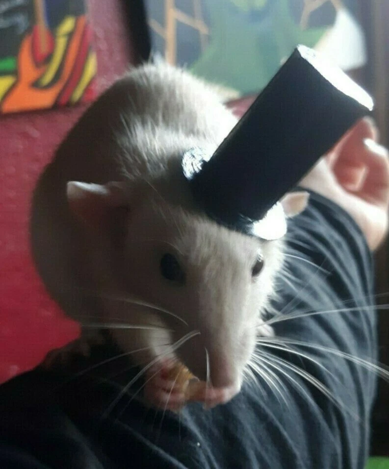 Rats With Feathers Hat