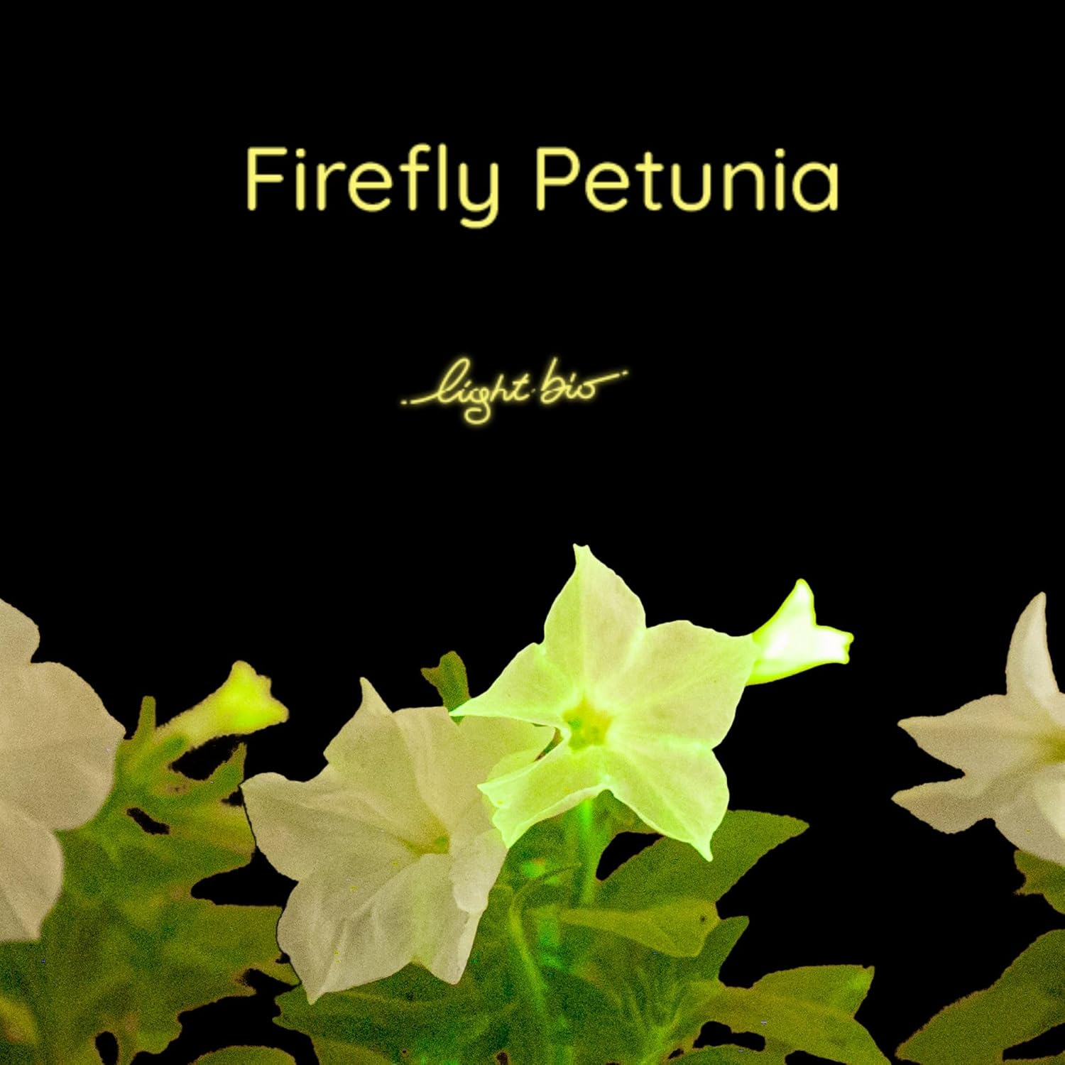 Firefly Petunia Live Plant (3-Pack) | Glow-In-The-Dark Flowers for Garden & Room | eBay
