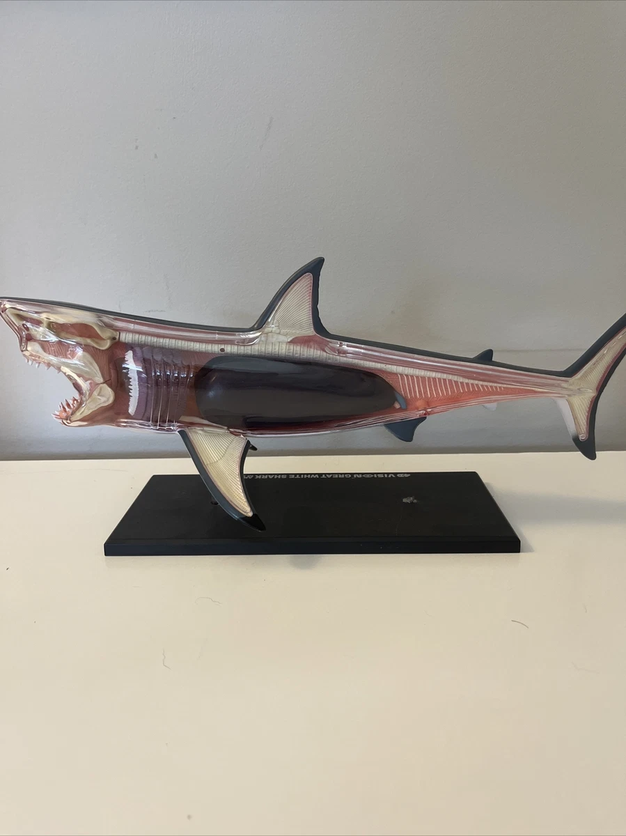 Great White Shark Anatomy Model