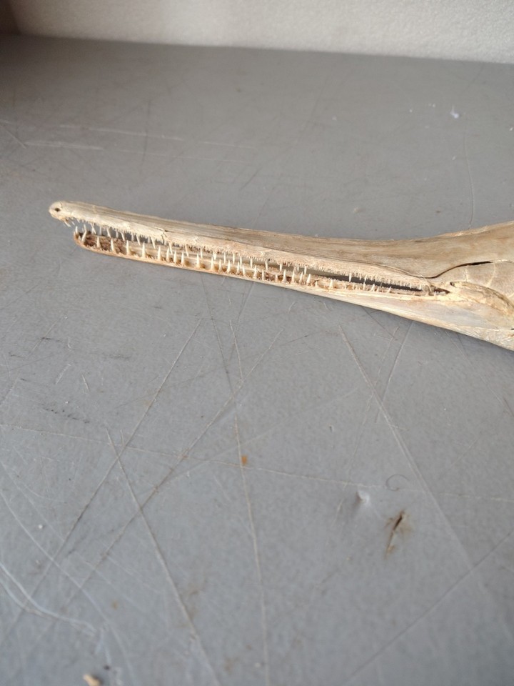 Real Spotted River Gar Fish Skin and Head Taxidermy | eBay