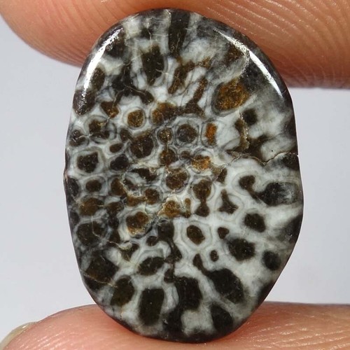 100% Genuine Black Coral Slice Fancy Cabochon Gemstones 03.90Cts 12X ...