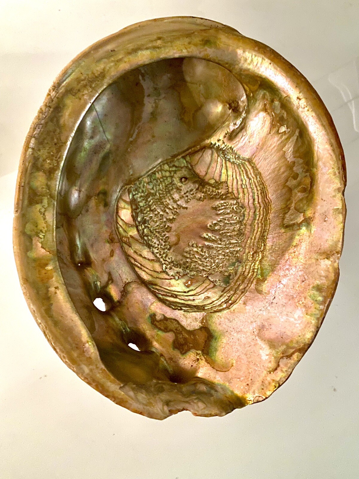 Natural Haliotis Rufescens Rare Red Abalone California 22CM 822g | eBay