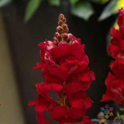 1000+ Sonnet Crimson Snapdragon Seeds for Garden Planting - USA - FREE ...