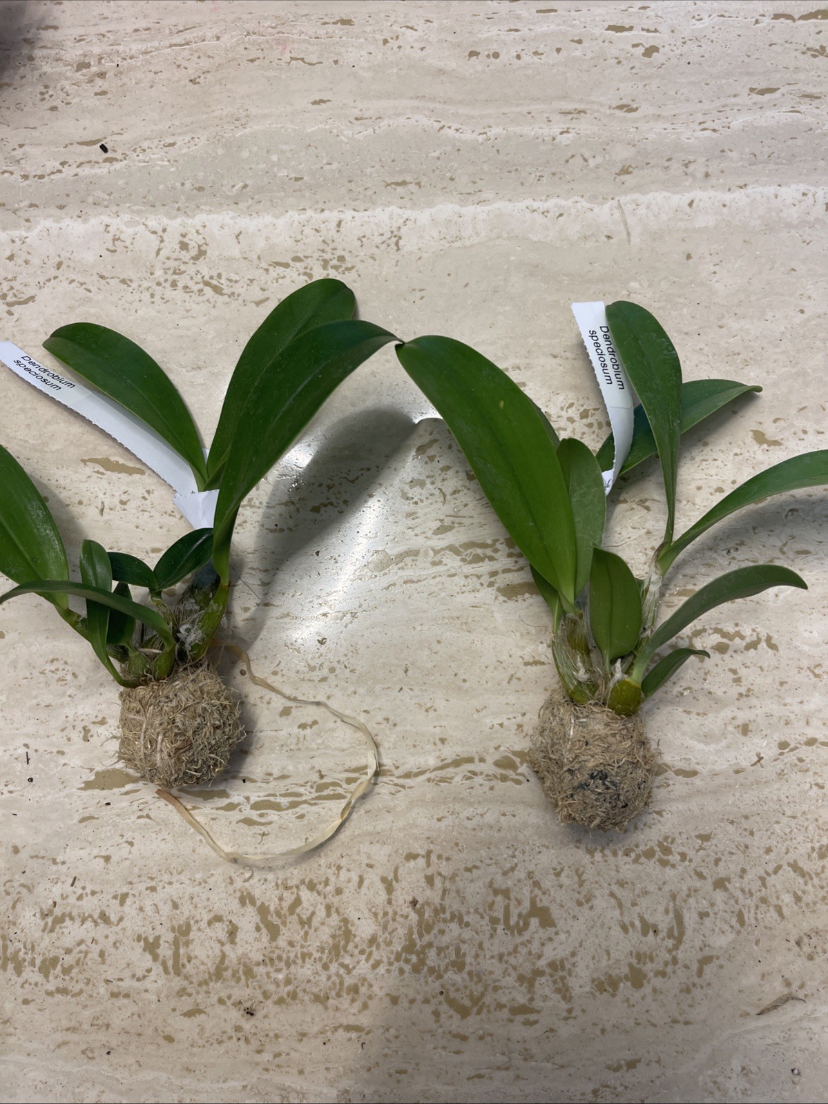 Orchid live Dendrobium speciosum - bare root | eBay