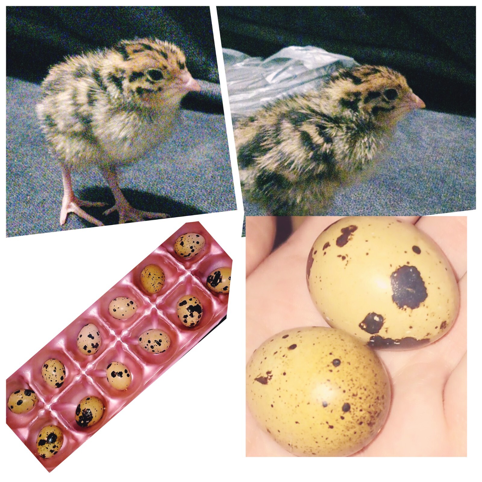 Coturnix quail hatching eggs! I just hatched some heathly babieses from ...