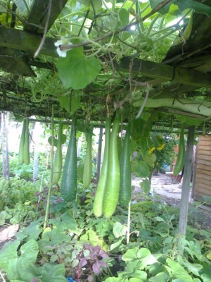 PANI KHADU,BOTTLE GOURD, LAU,DUDHI,LAO,KHADU,KODU, LAU,BANGLADESHI, 21 ...