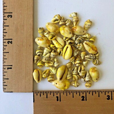 55 Tiny Collectible Yellow Shells | eBay