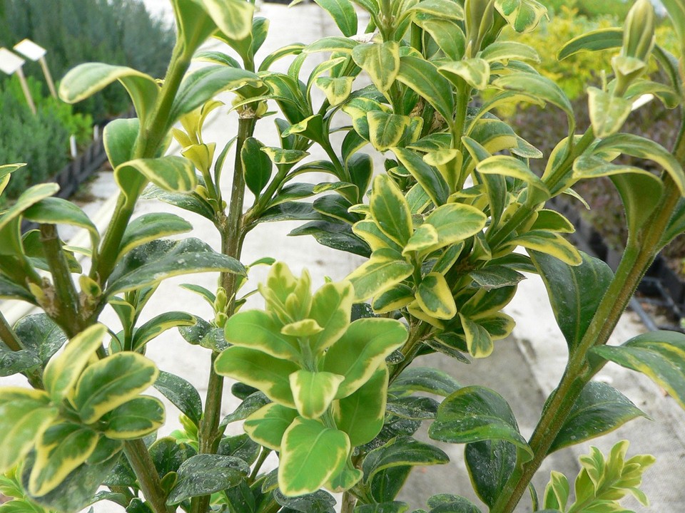 Buxus Sempervirens Gold Tip Evergreen Box Hedging Plant Shrub Multiple ...