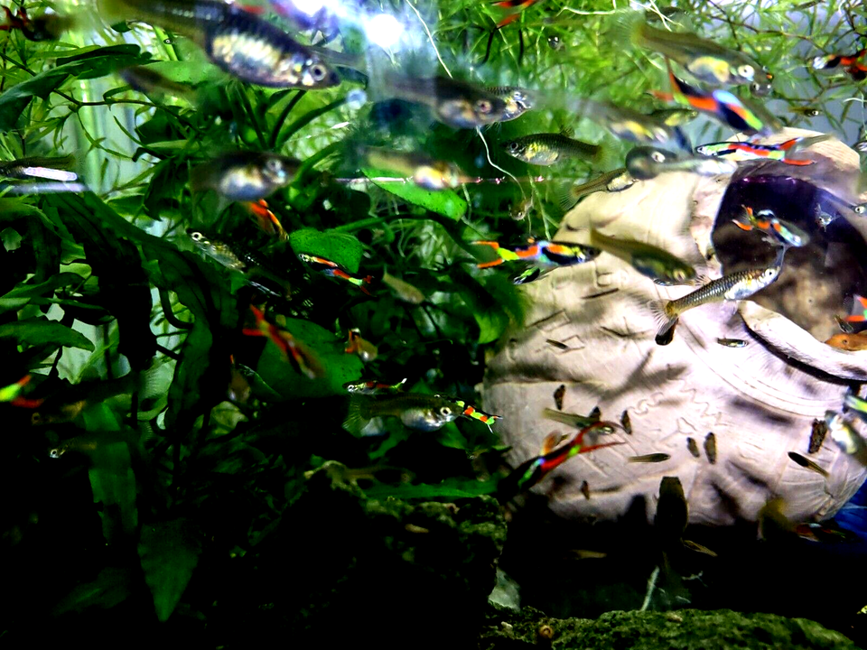 Variety Mix Endlers - 6 PAIRs (5 + 1 Free Pair/5 Free fry) (17+ fish ...