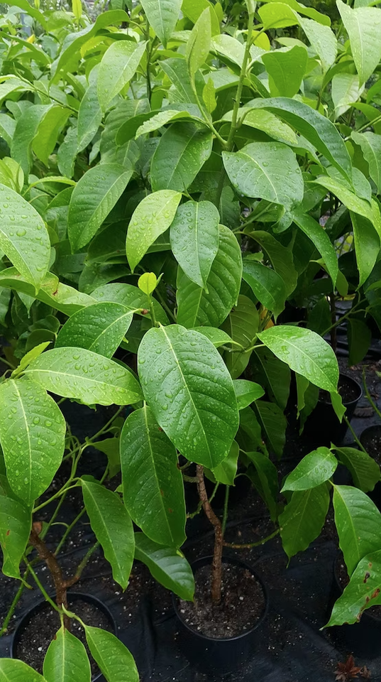 FRAGRANT LIVE PLANT Magnolia Michelia champaca Yellow Joy Perfume Tree ...