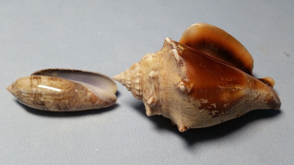 2 GEM QUALITY SHELLS FROM FLORIDA | eBay