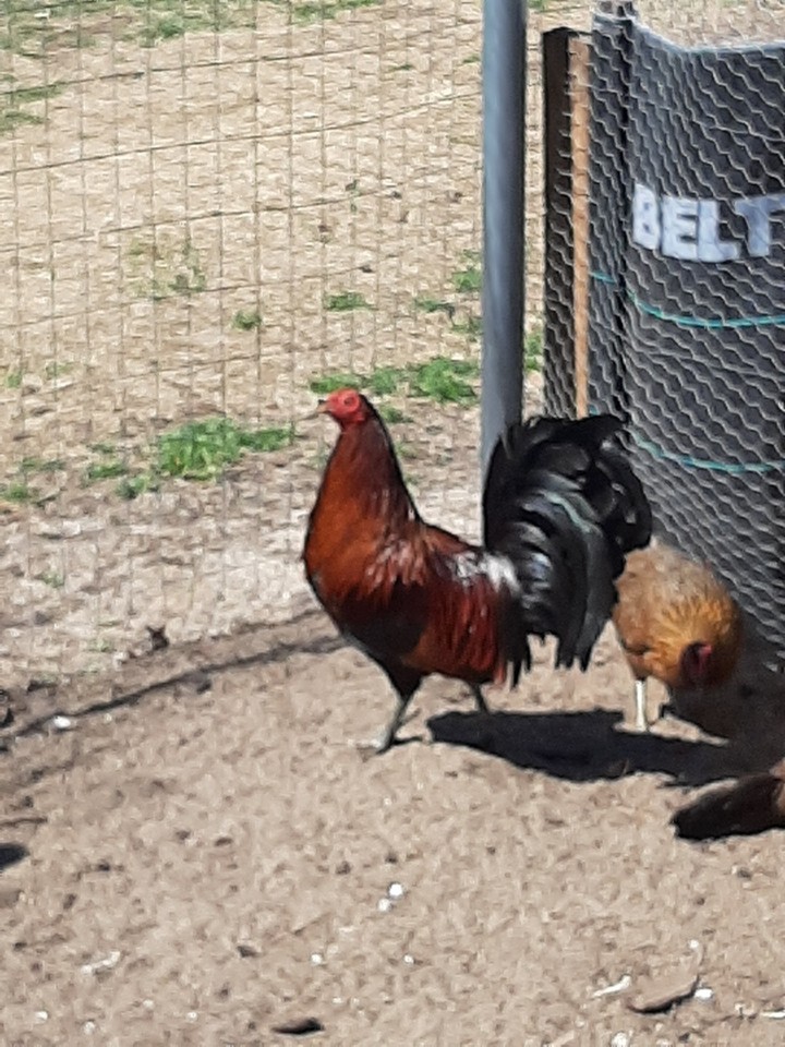 6+ Ruble HATCH Hatching Eggs chicken Gamefowl | eBay