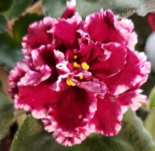 African Violet ** LE-Magenta | eBay