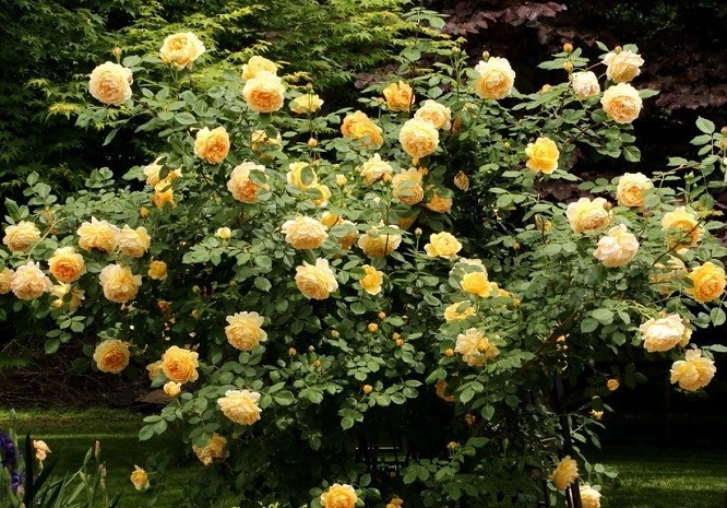 Fragrant Golden -Yellow Climbing Rose Live Plant 6 to 8 inch tall | eBay