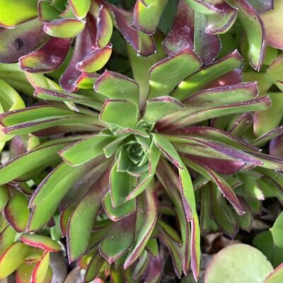 Aeonium Merlot Rare Cultivar Low Mounding Purple Foliage 3 Cuttings | eBay