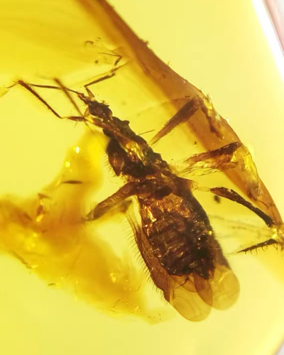 Cretaceous Fossil Burmese amber burmite Stink bug insect amber Fossil ...