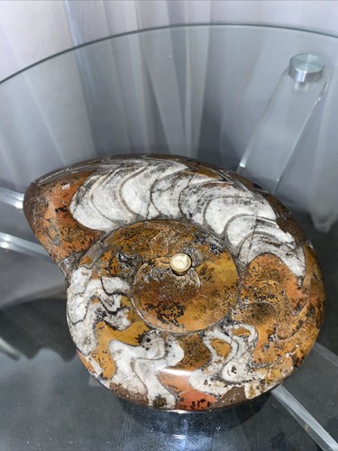 Fossil Ammonite POLISHED Candle Morocco MCM Decor RARE!!! | eBay