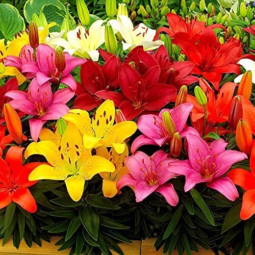 Imported Rare Bulbs Asiatic Lily Lilium Flower Bulbs (Mix set of 4) for ...