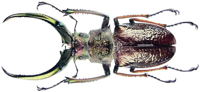 Insect - LUCANIDAE Sphaenognathus giganteus - Yanabamba, Peru - 75mm ...