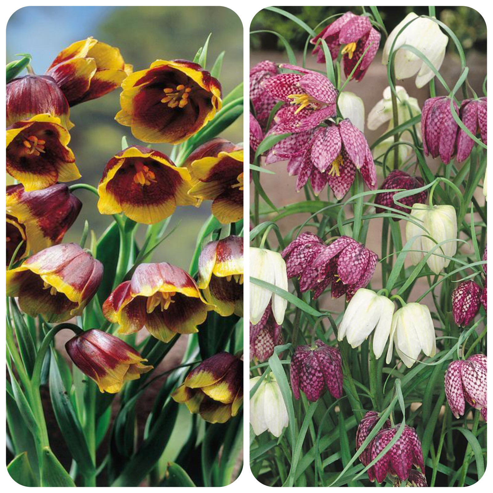 FRITILLARIA MELEAGRIS/UVA VULPIS SNAKES HEAD LILY BULBS,CORMS,SPRING ...