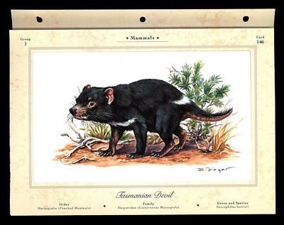 "The Tasmanian Devil" Illustrated Animal Library Art Print Info Card ...