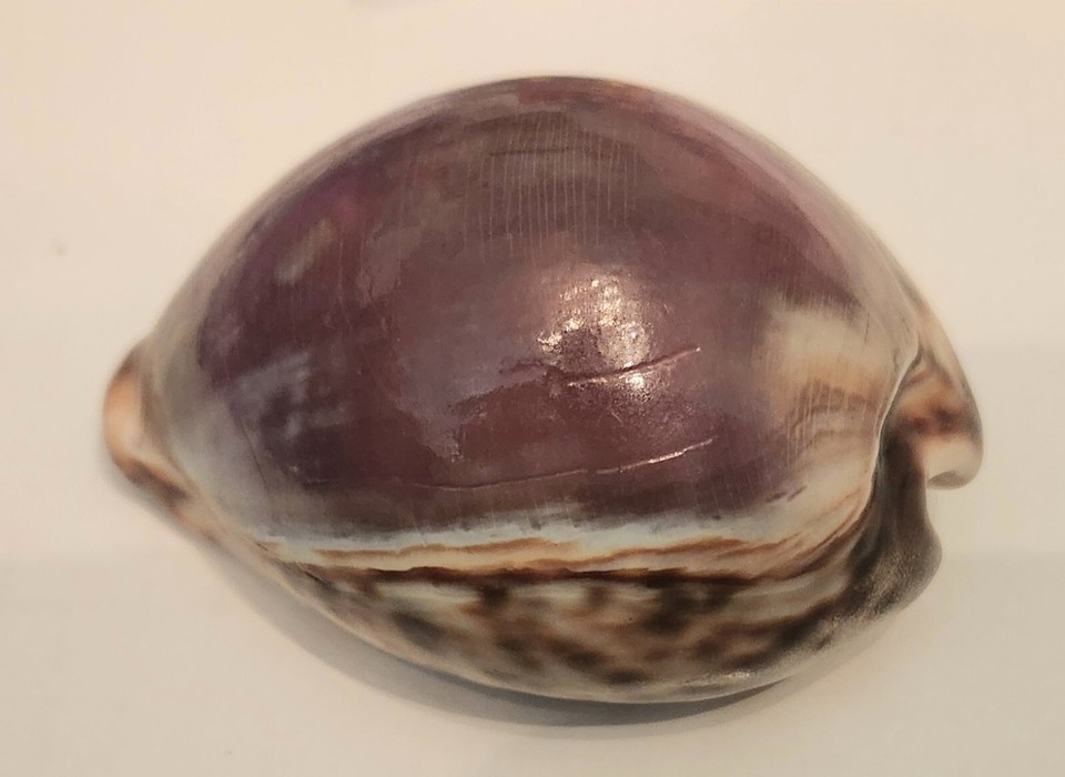Purple Top Tiger Cowrie Shell Cypraea Tigris (3" x 2.25") Nautical Home ...