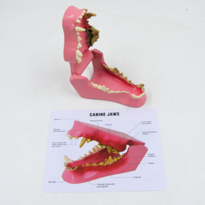 Dog Sick Tooth Anatomy Model Canine Jaws Veterinary Skeleton Veterinary ...